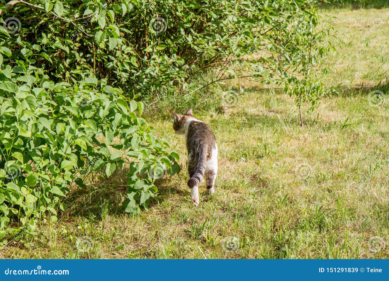Cat hunting stock image. Image of ground, nature, prairie - 151291839