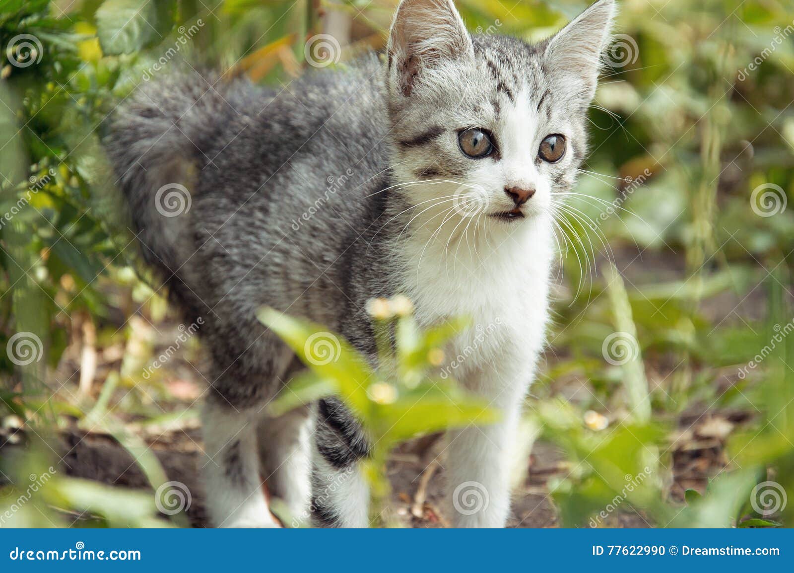 Cat hunting stock photo. Image of wild, farm, detail - 77622990