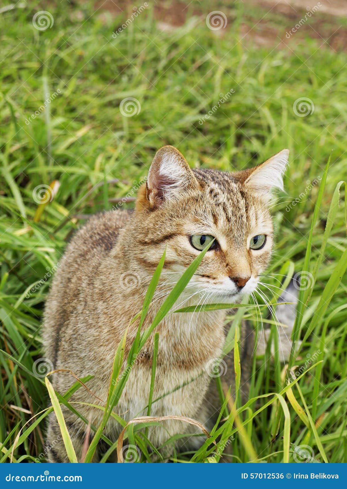 Cat hunting in the grass stock photo. Image of playful - 57012536