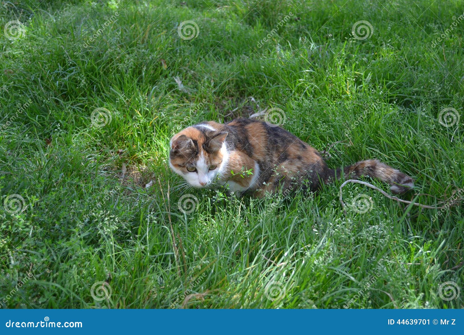 Litle cat at hunting stock image. Image of ritm, hunt - 44639701