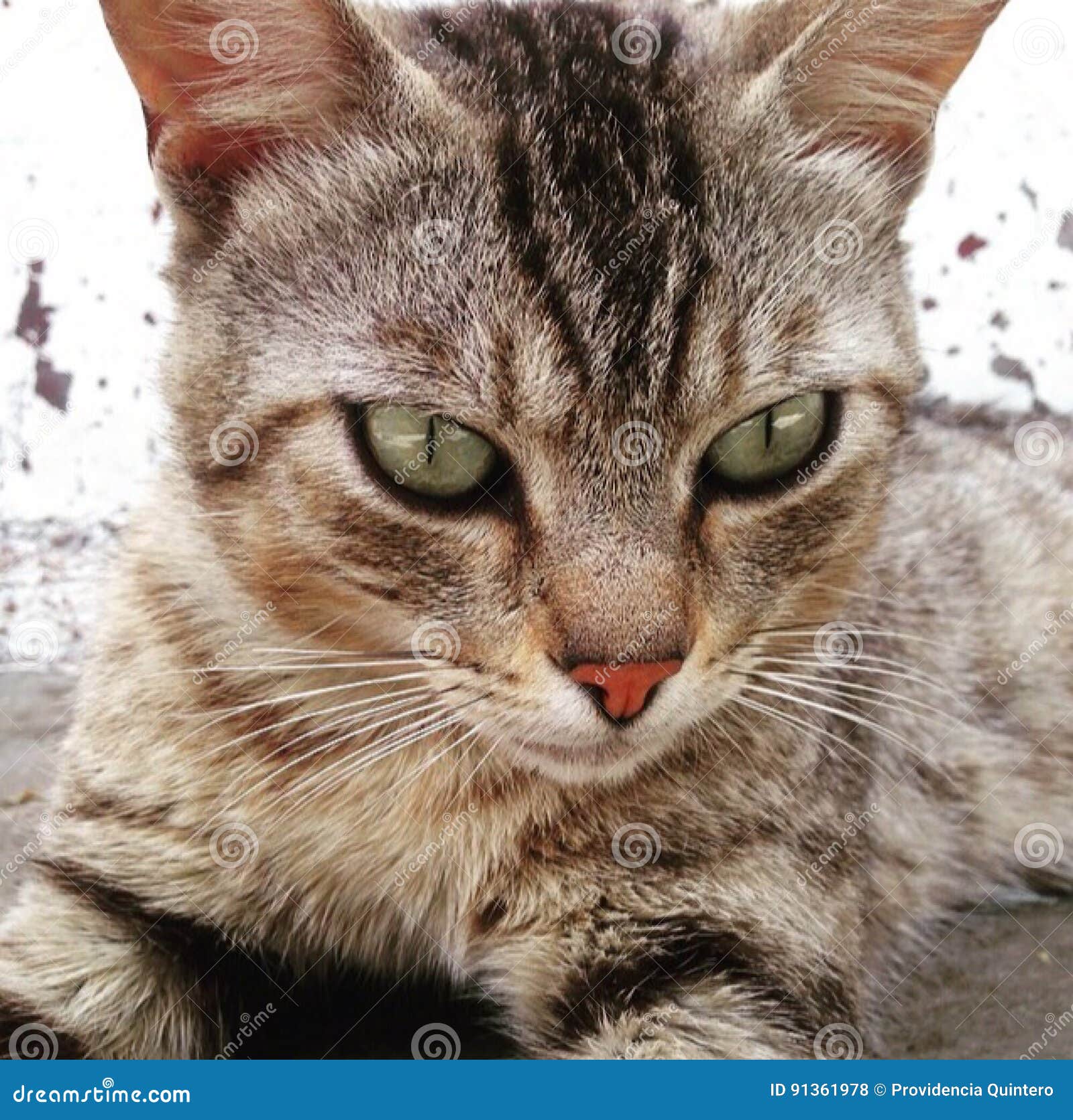 Cat hunting stock photo. Image of nose, eyes, hunting - 91361978