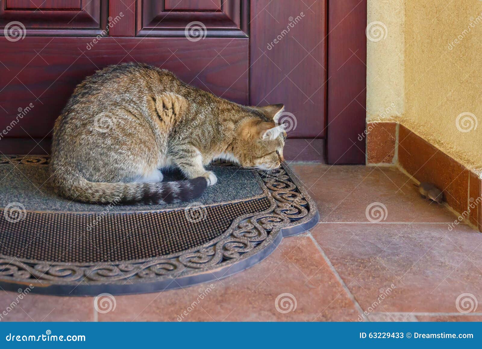 Cat Hunting a Mouse stock image. Image of mammal, kitten - 63229433