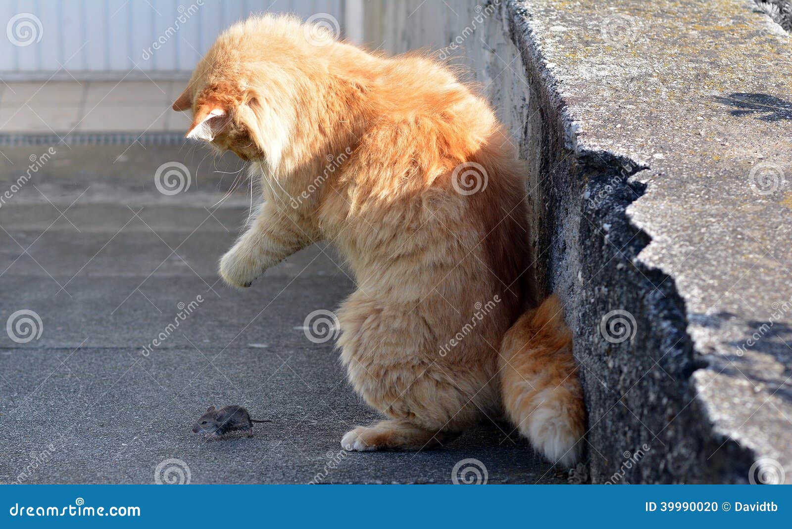Cat hunting a mouse stock photo. Image of catch, chasing - 39990020