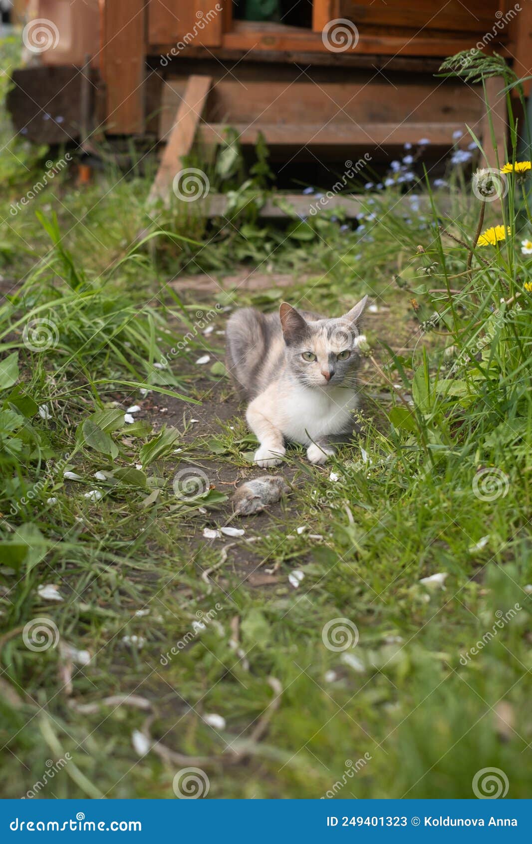 Young Cat Catching Butterfly Royalty-Free Stock Image | CartoonDealer ...