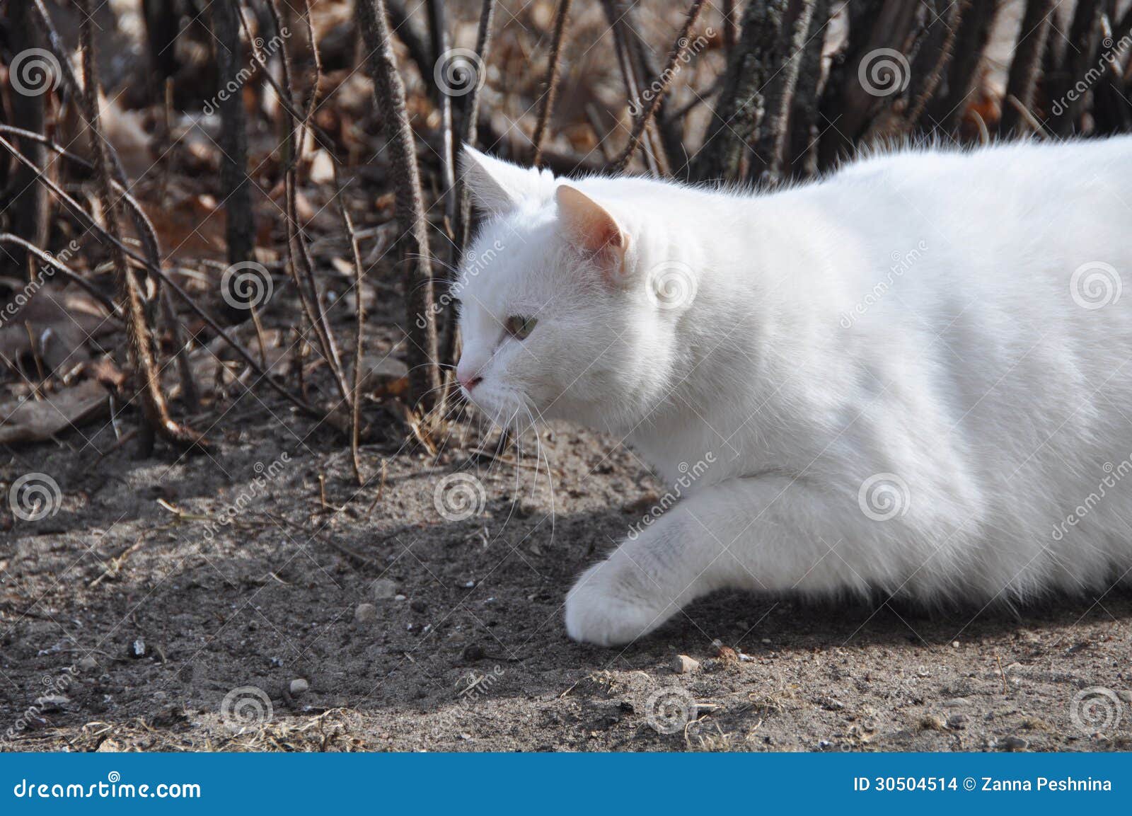 Cat hunts stock photo. Image of pets, street, asphalt - 30504514