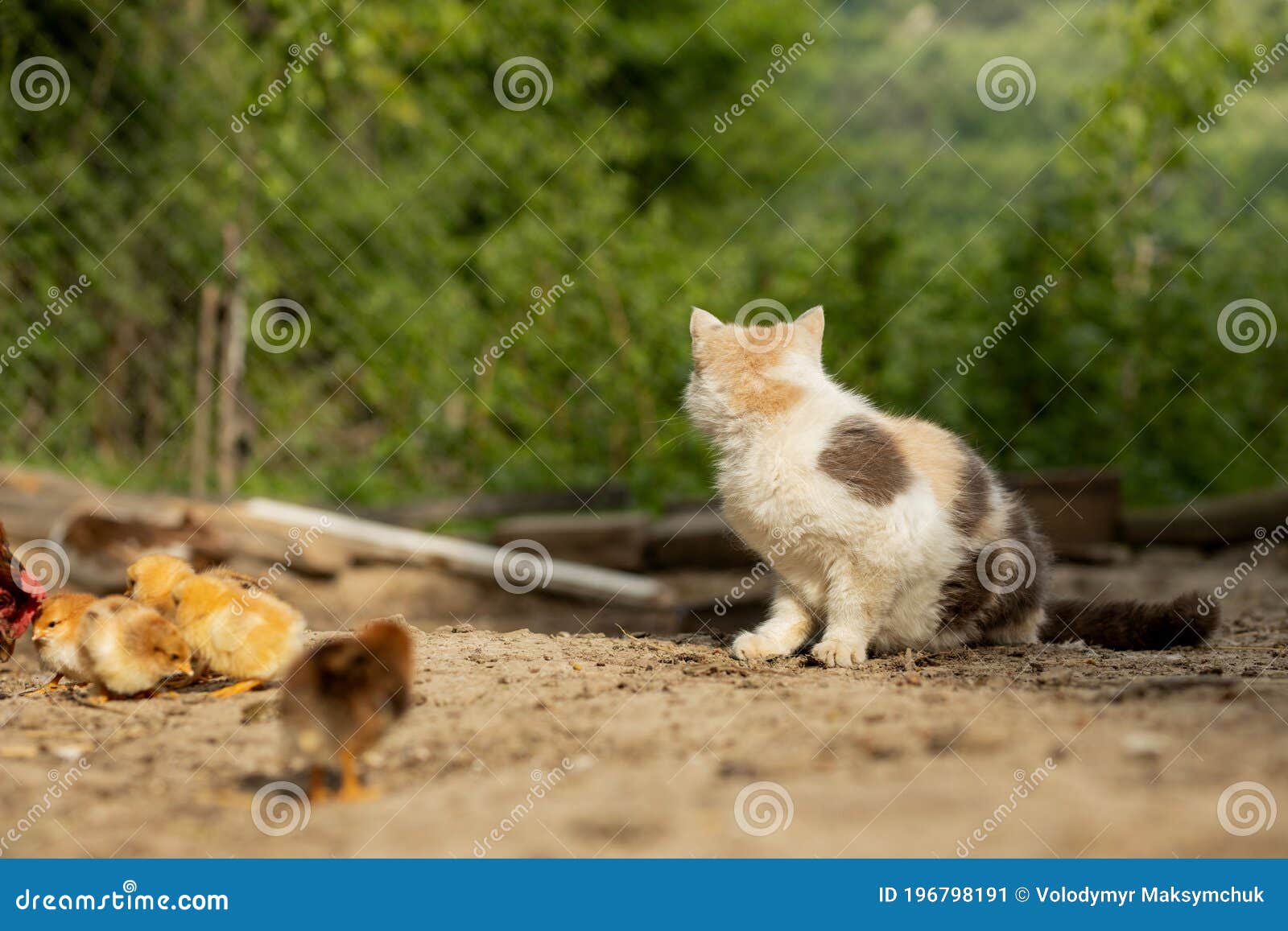 Cat Hunts on Little Chicken in the Yard Stock Image - Image of ...