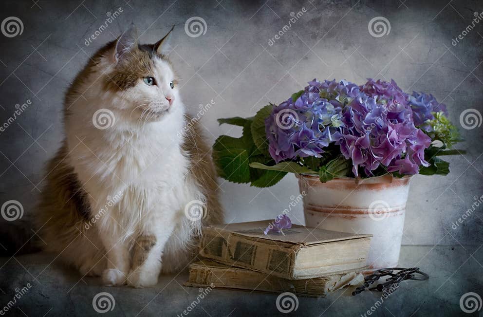 Cat and hydrangea stock image. Image of animal, books - 19911239
