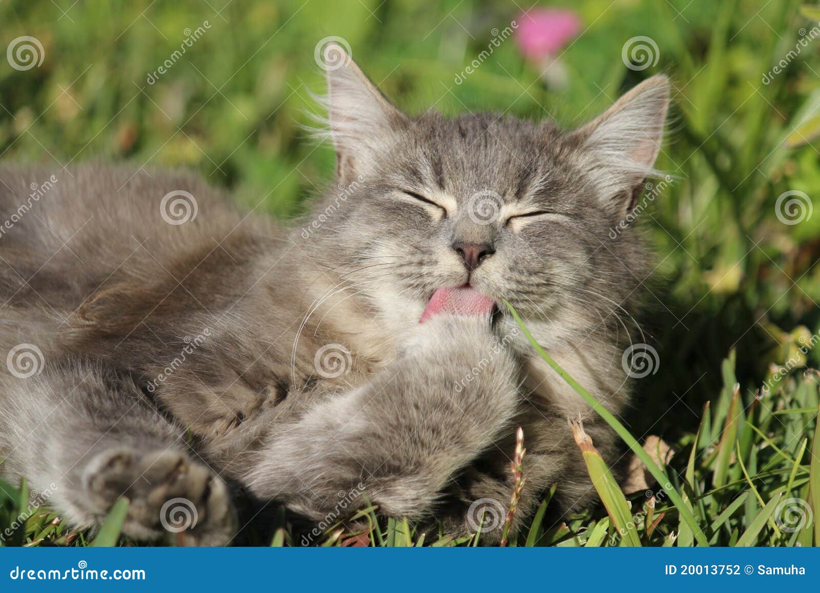 Cat Hygiene stock photo. Image of grey, tongue, ears - 20013752