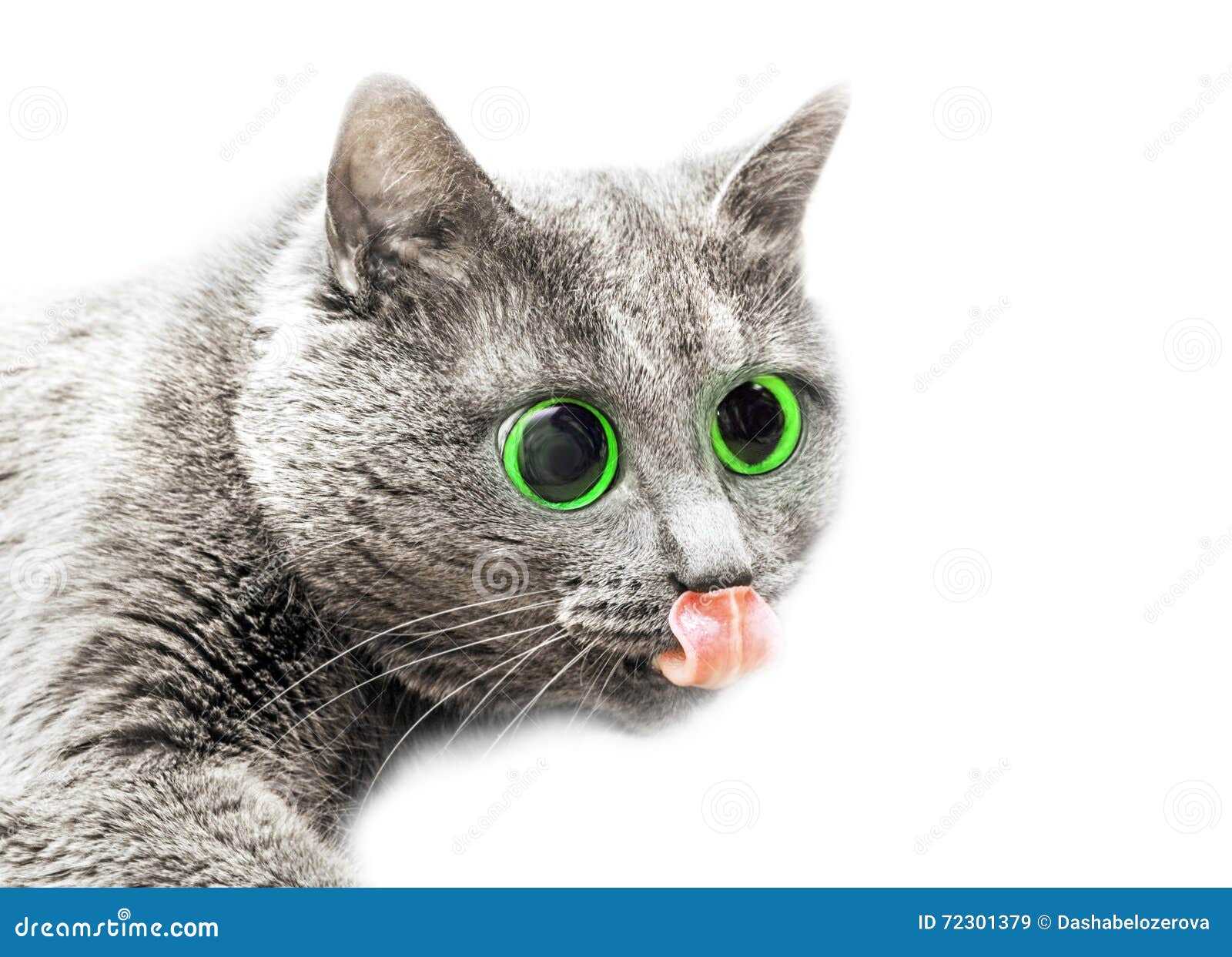 Cat Hyper Stock Photos - Free & Royalty-Free Stock Photos from Dreamstime
