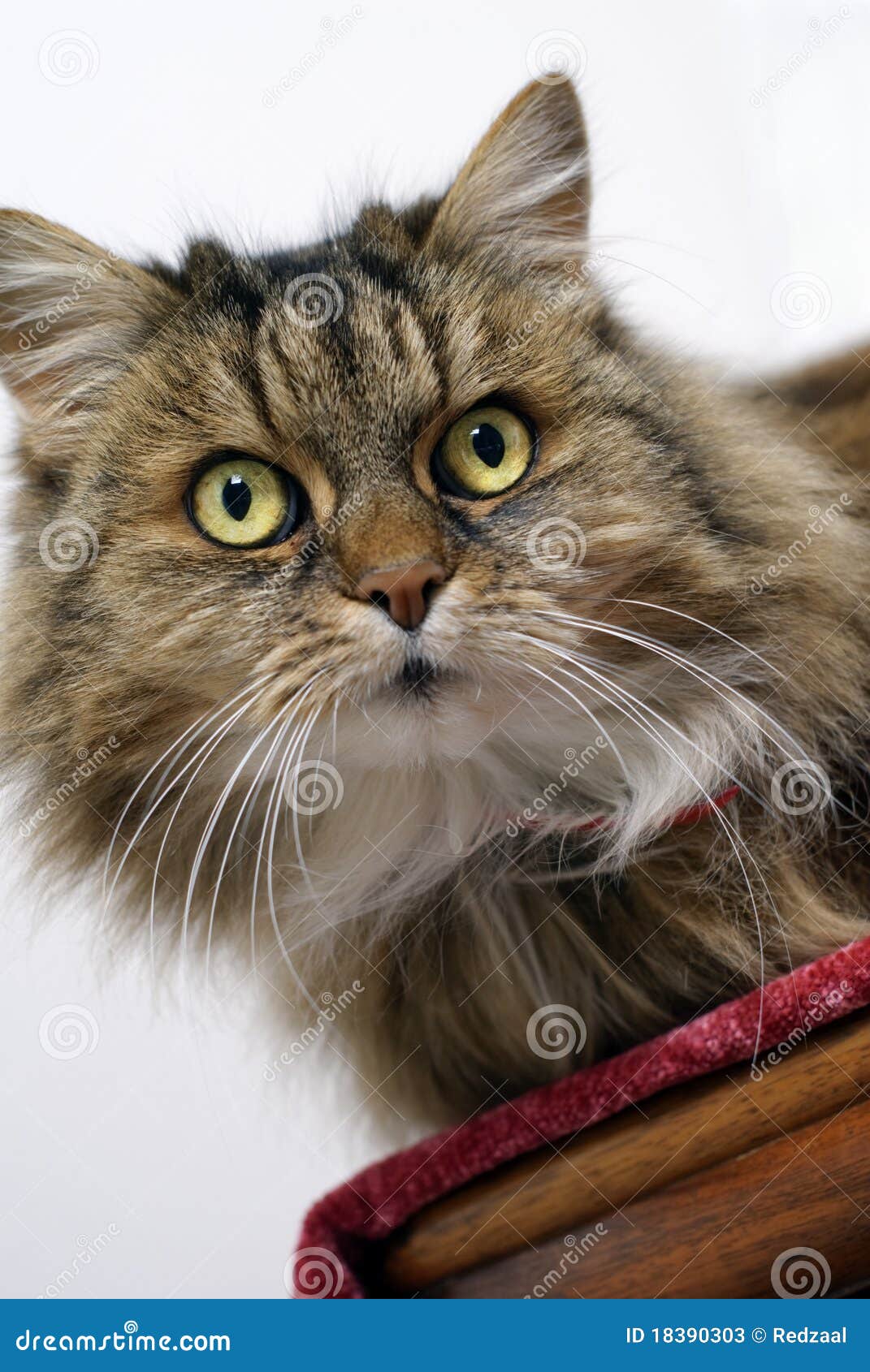 Cat hypnotist stock image. Image of nose, watching, hypnotism - 18390303