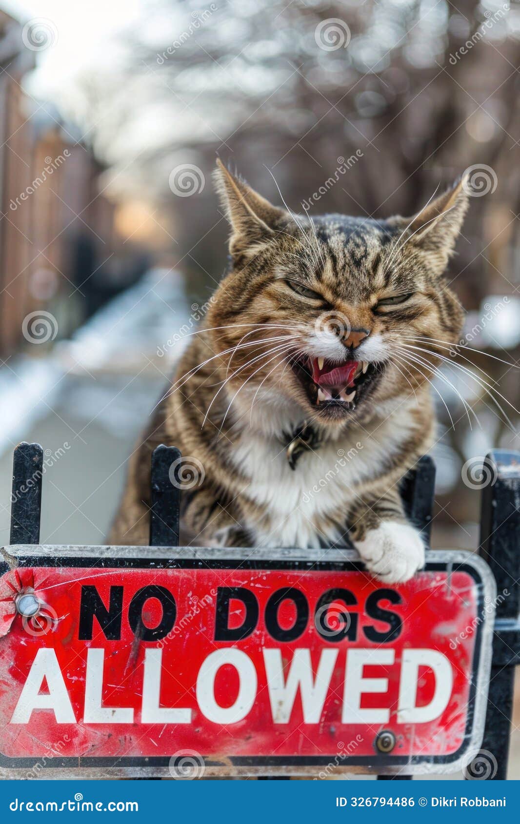 Cat Ignoring No Dogs Allowed Sign Stock Photo - Image of city, cute ...