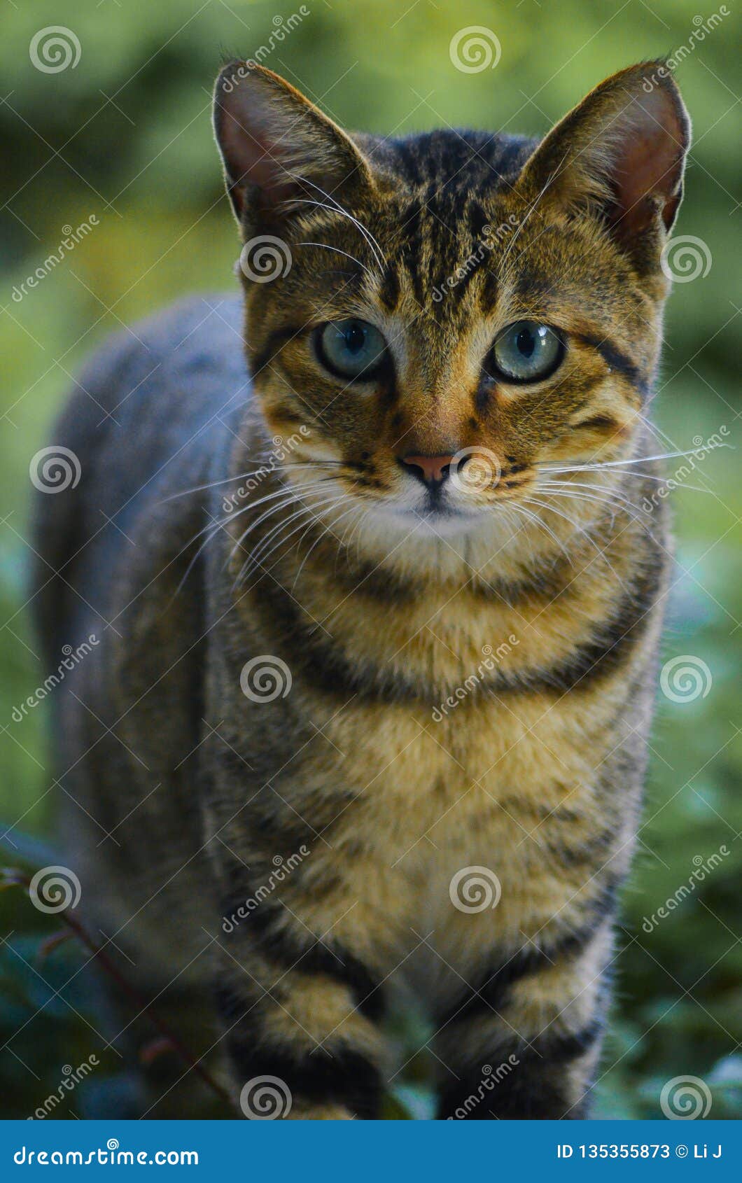 Tabby Cat Dragon Li Cat in the Wild Stock Image - Image of darkness ...