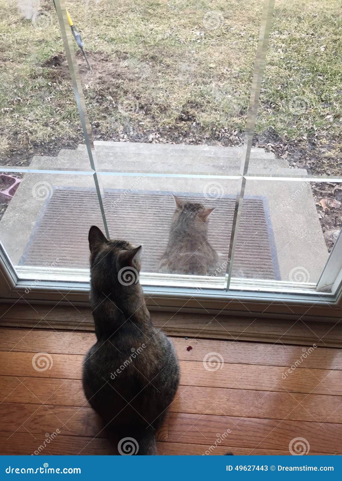 Cat stock image. Image of cold, winter, hope, outside - 49627443