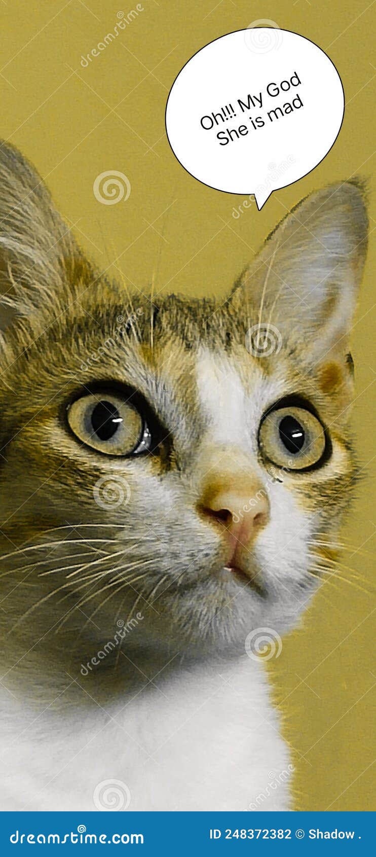 Cat imagine stock photo. Image of animal, imagination - 248372382