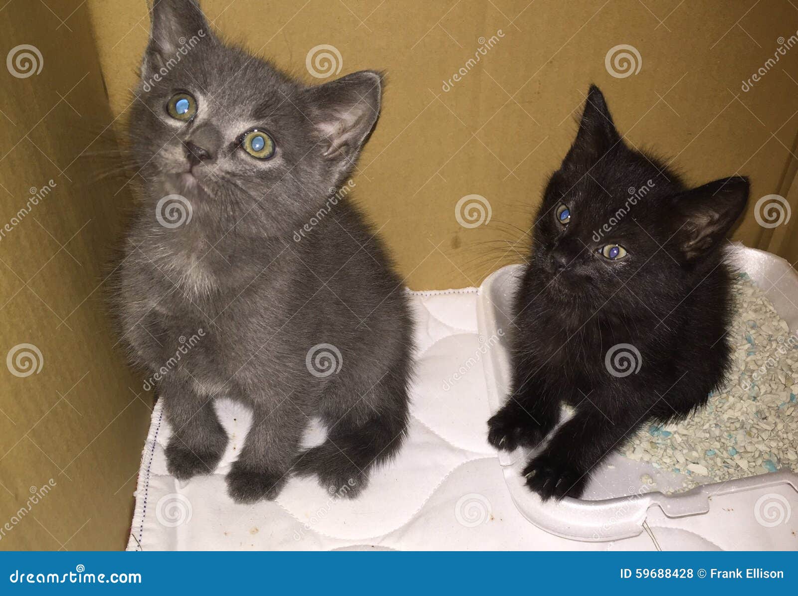 Cat in box stock photo. Image of looking, cats - 59688428