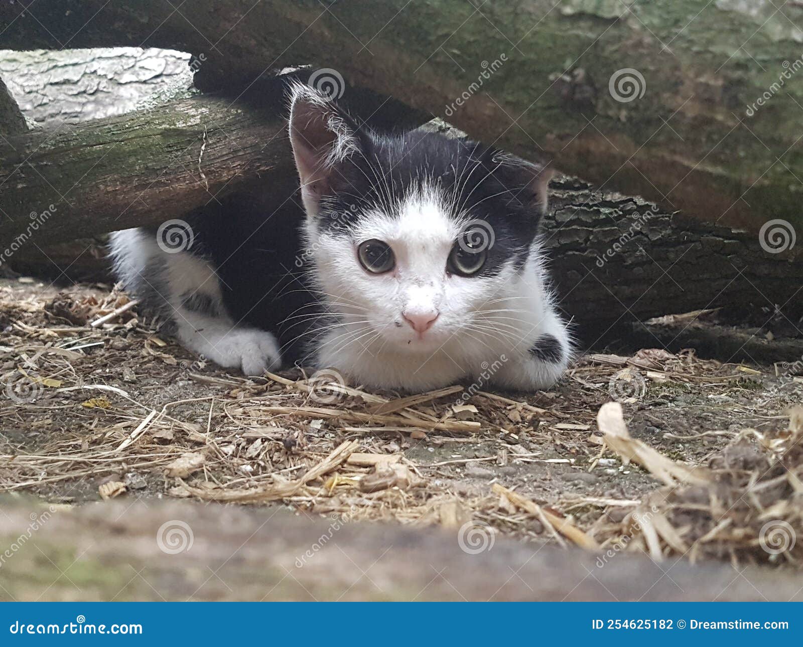 Cat inbetween wood logs stock photo. Image of flower - 254625182