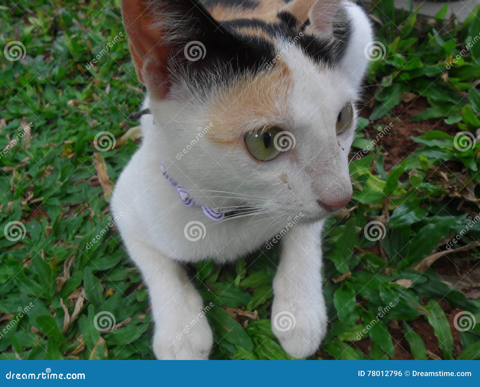 Indonesian Catnthis Amazing Cat Stock Photos - Free & Royalty-Free ...