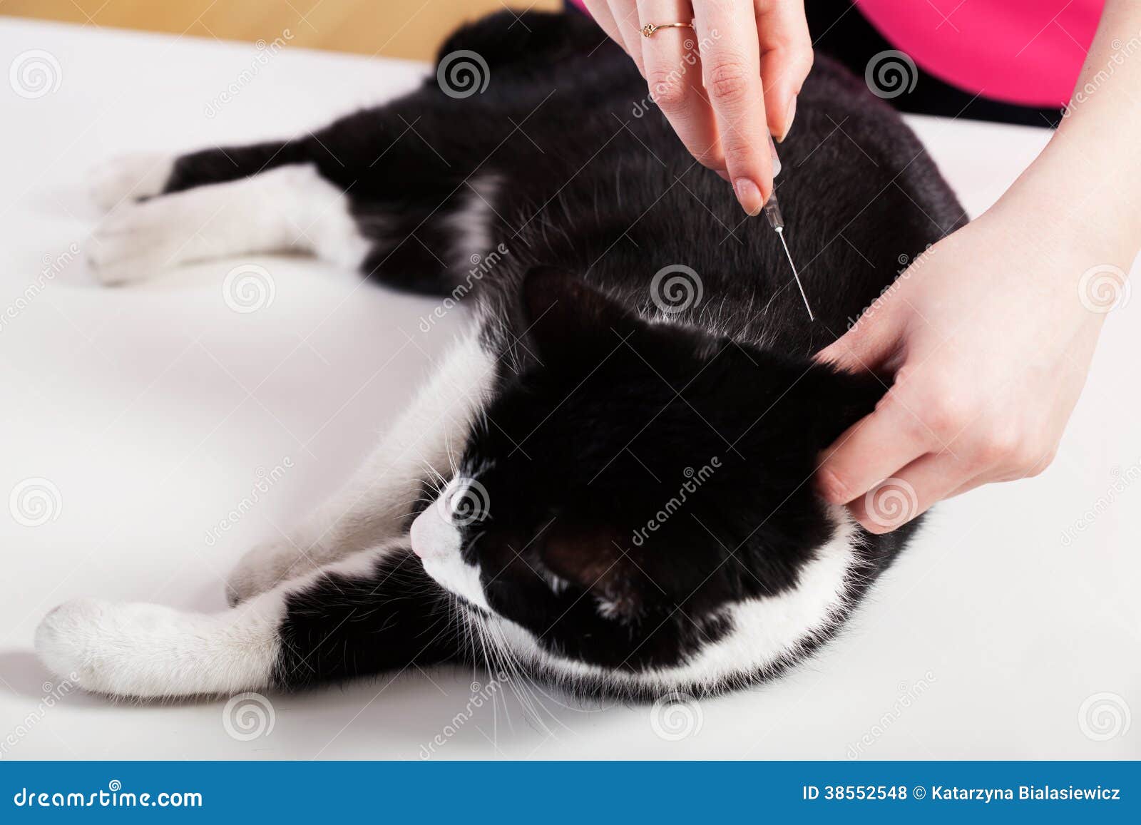 Cat during injection stock photo. Image of injection - 38552548