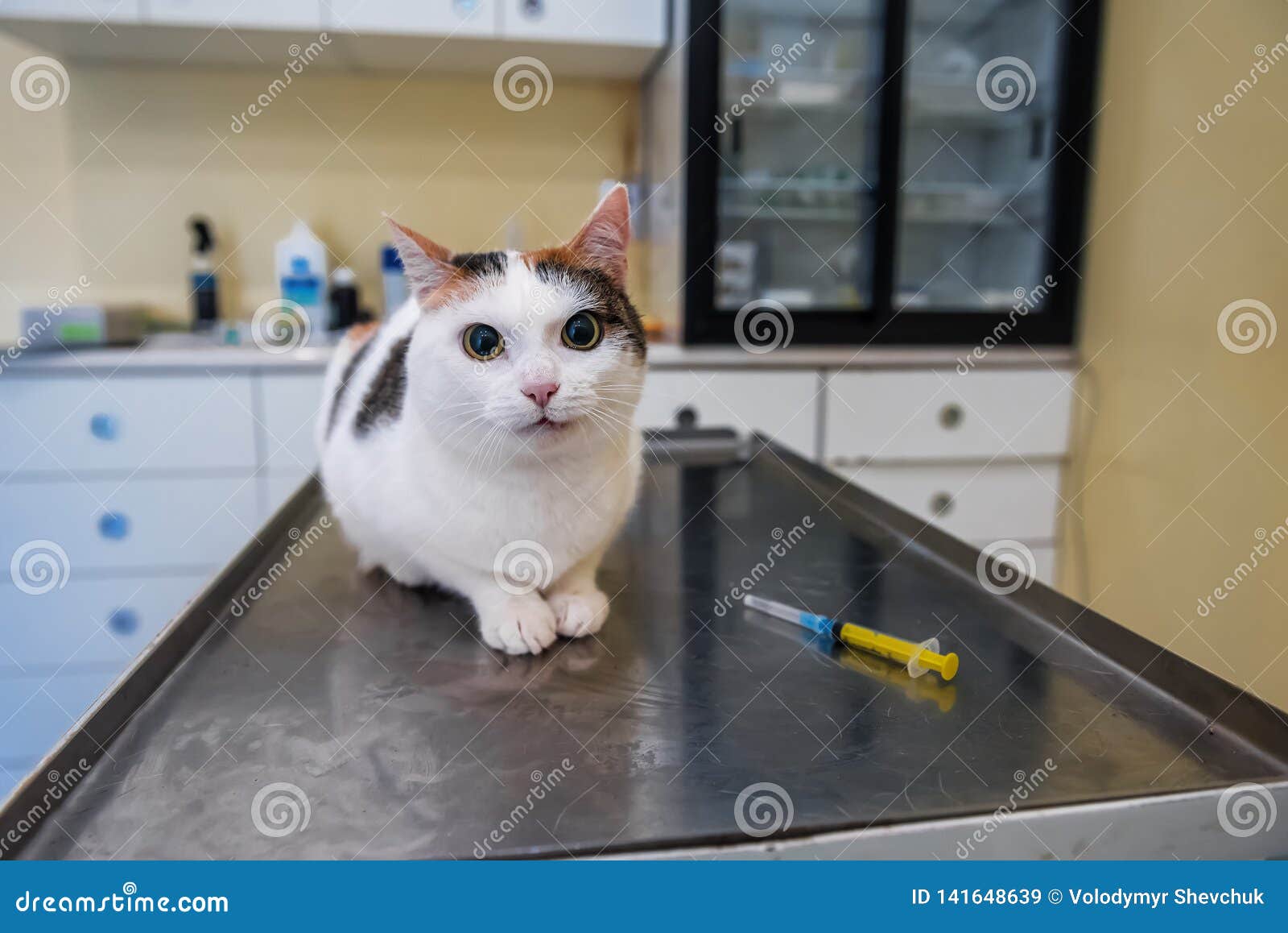 Cat after Injection at the Veterinarian Stock Image - Image of hospital ...