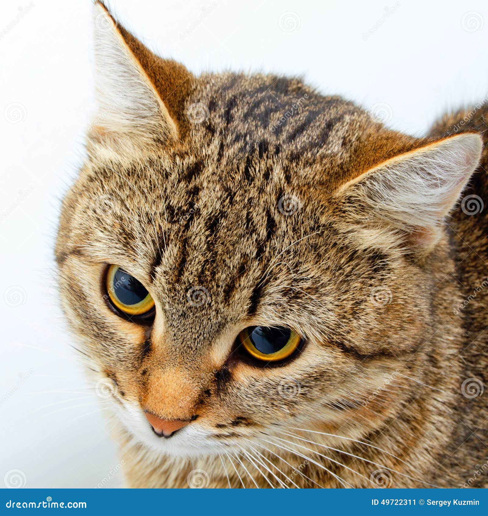 Cat inquiring look. stock image. Image of attention, mammal - 49722311