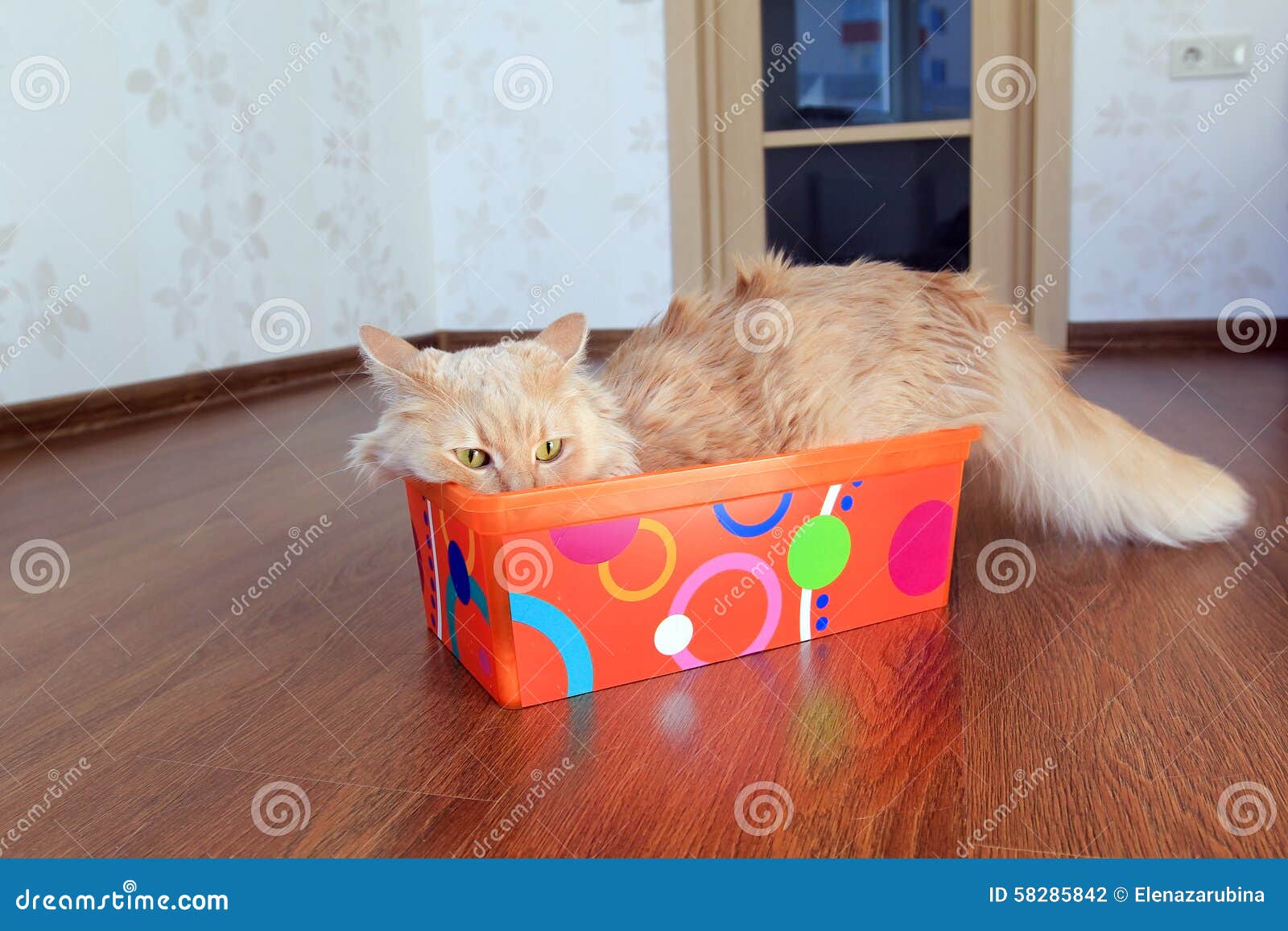 Cat inside a box stock photo. Image of domestic, inside - 58285842