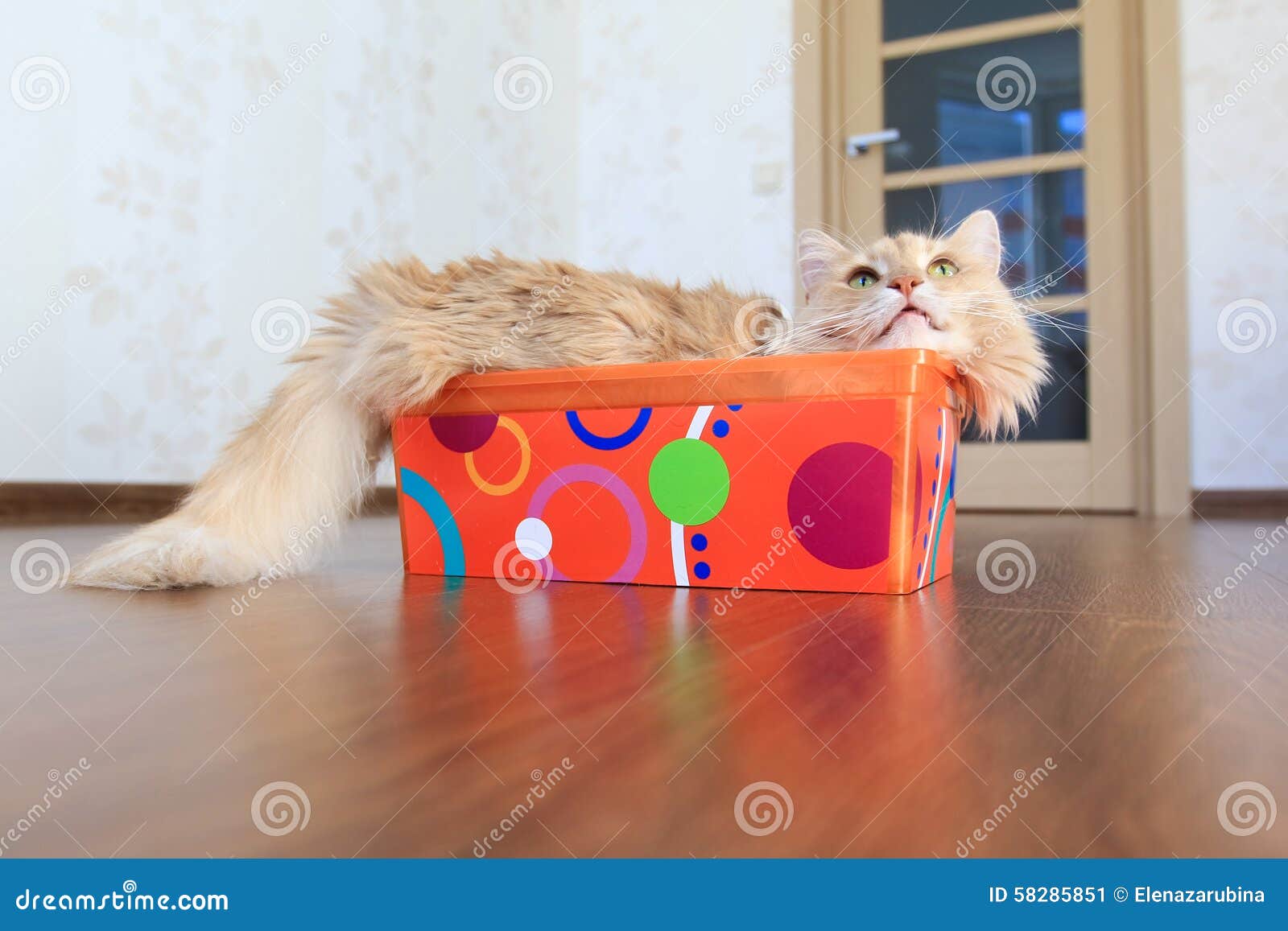 Cat inside a box stock image. Image of feline, home, domestic - 58285851