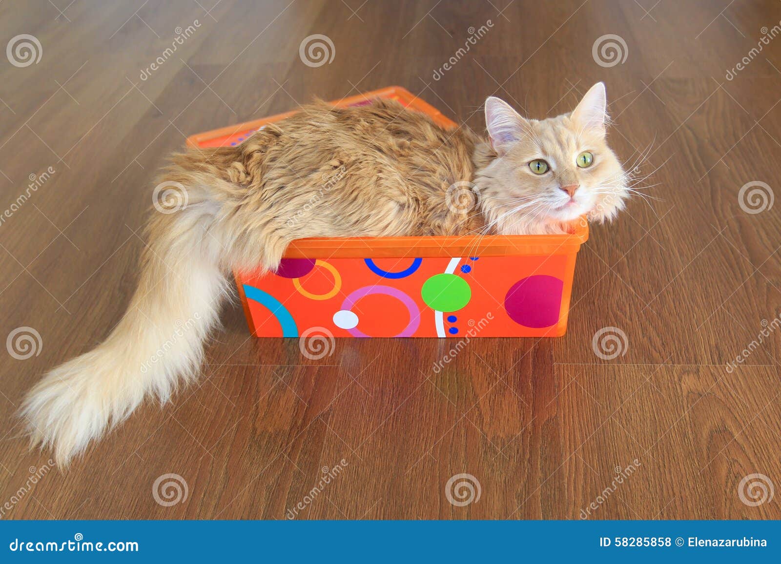 Cat inside a box stock photo. Image of feline, domestic - 58285858