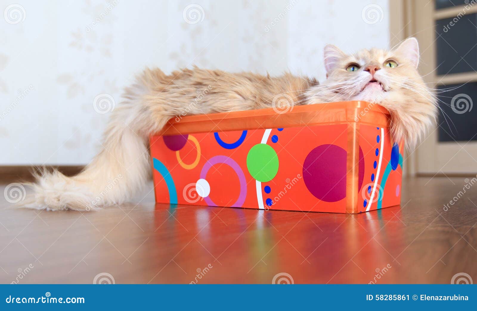 Cat inside a box stock image. Image of domestic, hide - 58285861