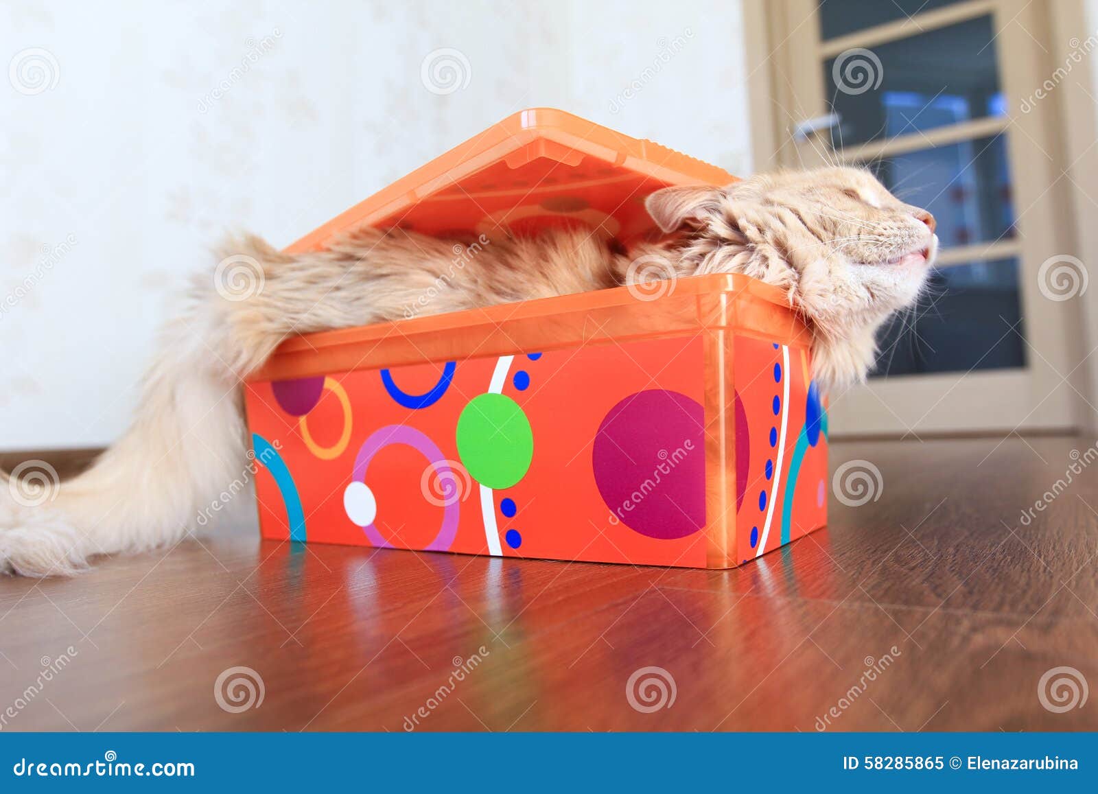 Cat inside a box stock image. Image of container, animal - 58285865