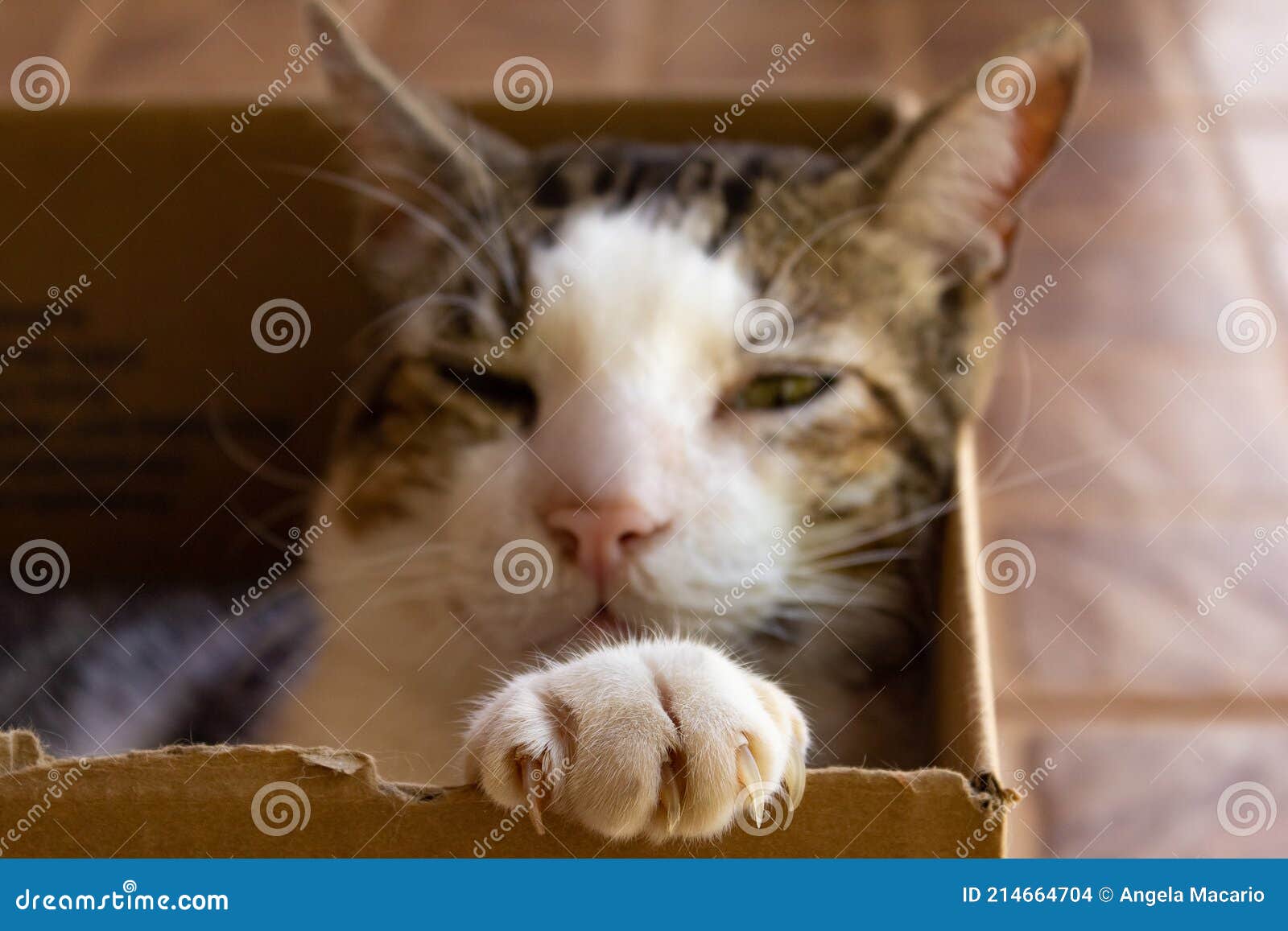 A Cat Inside Cardboard Box. Stock Photo - Image of cardboard, pets ...