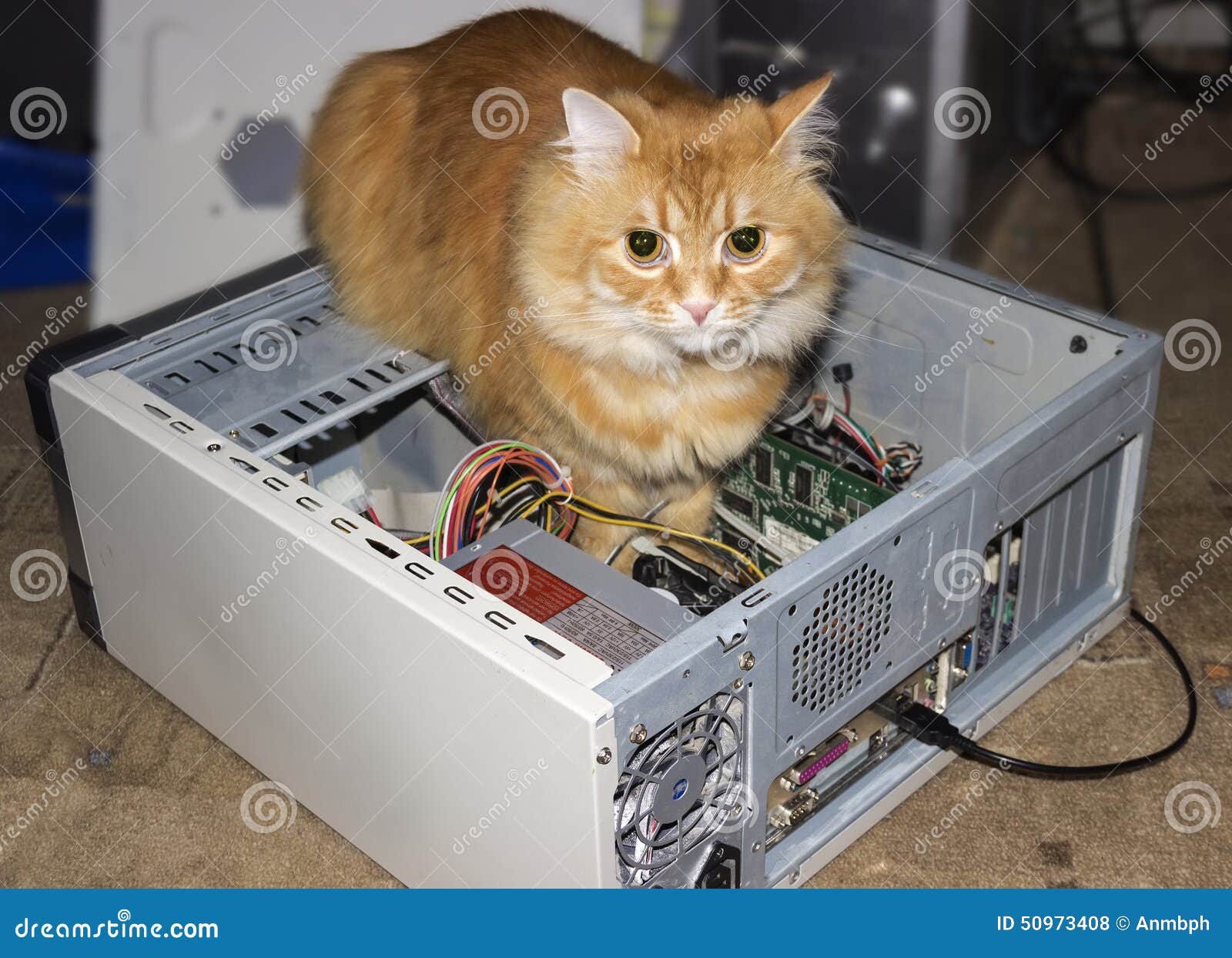 Cat inside the computer stock photo. Image of repairer - 50973408