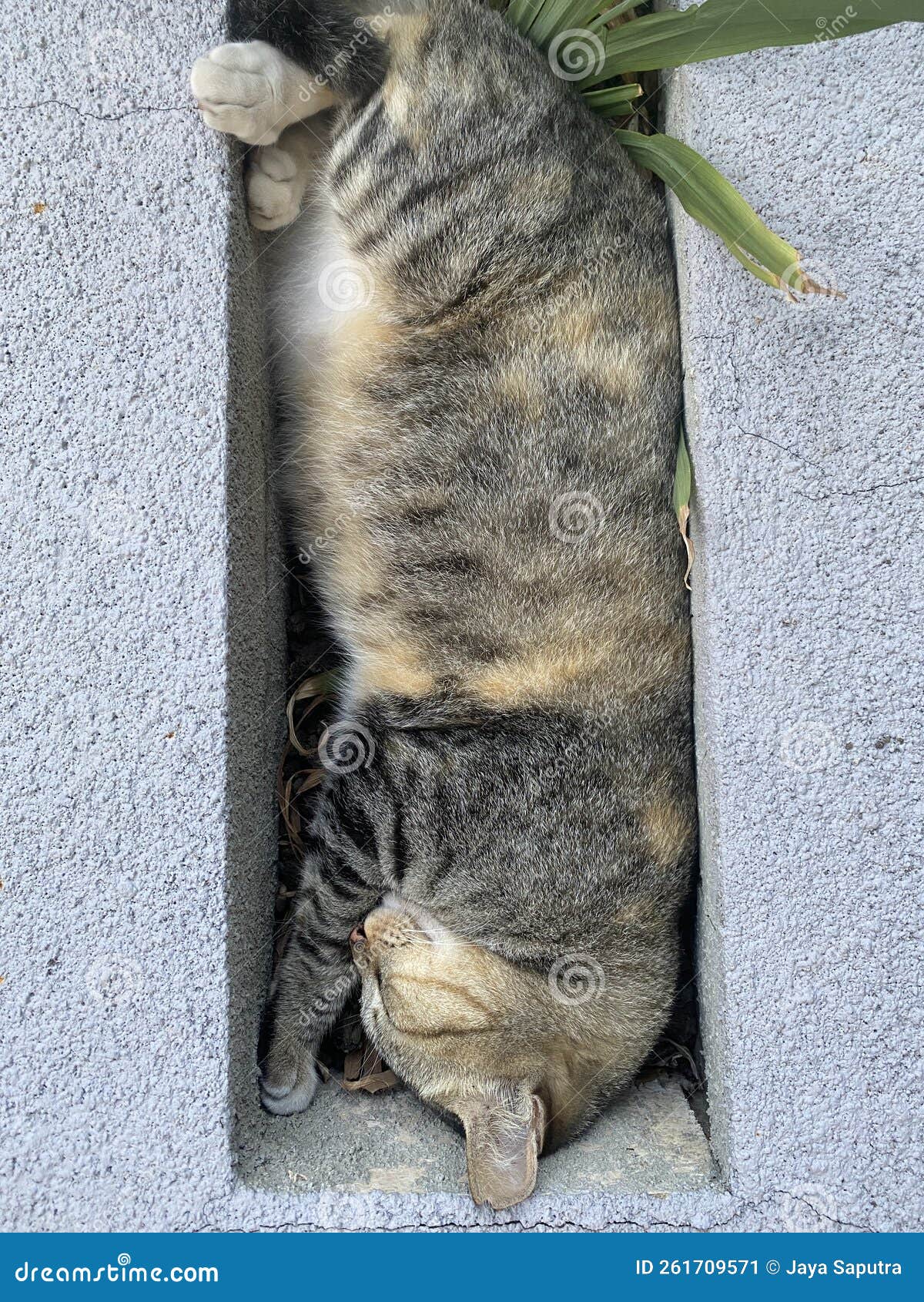 A Cat Inside a Confined Space Stock Image - Image of rectangular ...