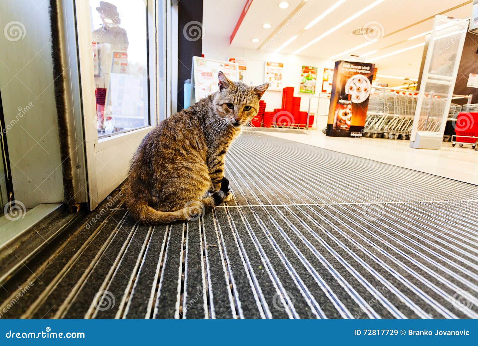 Cat inside the store stock image. Image of kitten, brown - 72817729