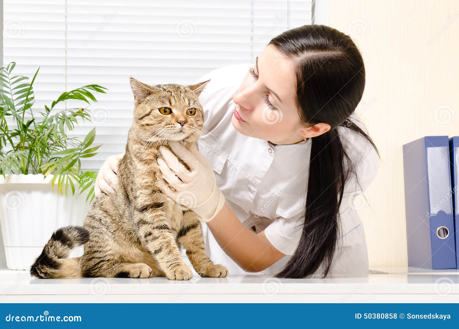 Cat on Inspection at the Vet Stock Photo - Image of inspection, clinic: 50380858