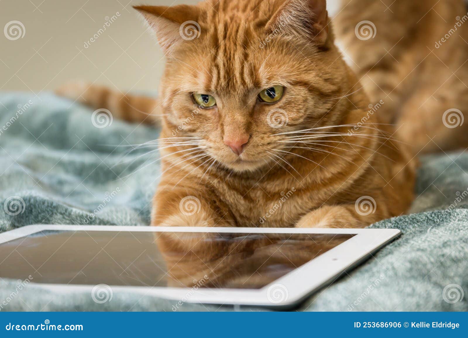 Cat Intent on Playing with Tablet Stock Photo - Image of intent ...