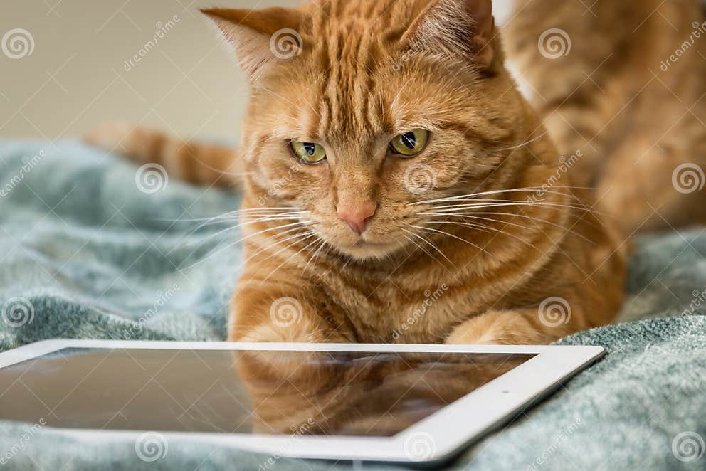 Cat Intent on Playing with Tablet Stock Photo - Image of intent ...