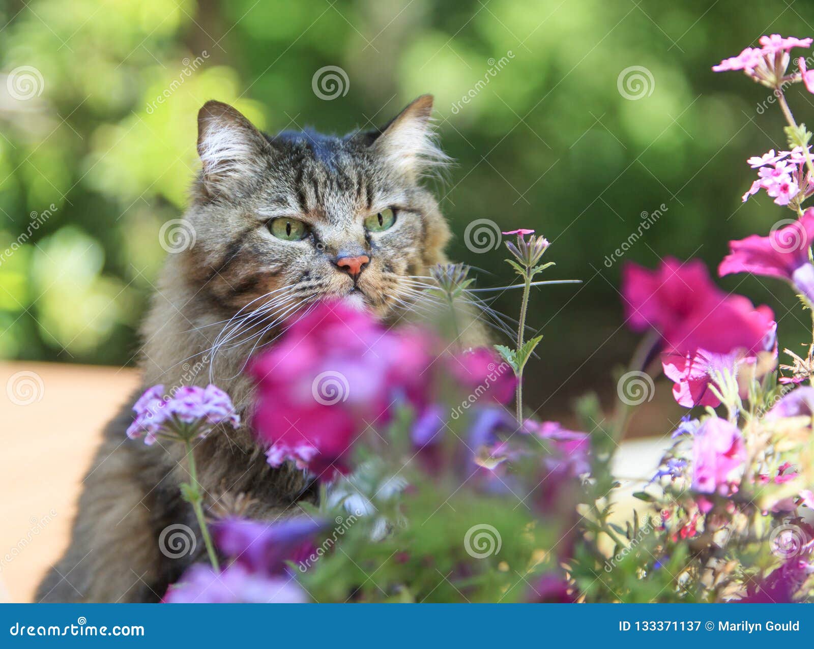 Cat Intently Focused Na Flor Pequena Imagem de Stock - Imagem de gould ...