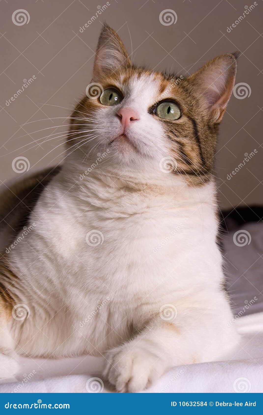 Cat interest stock photo. Image of head, pretty, adorable - 10632584