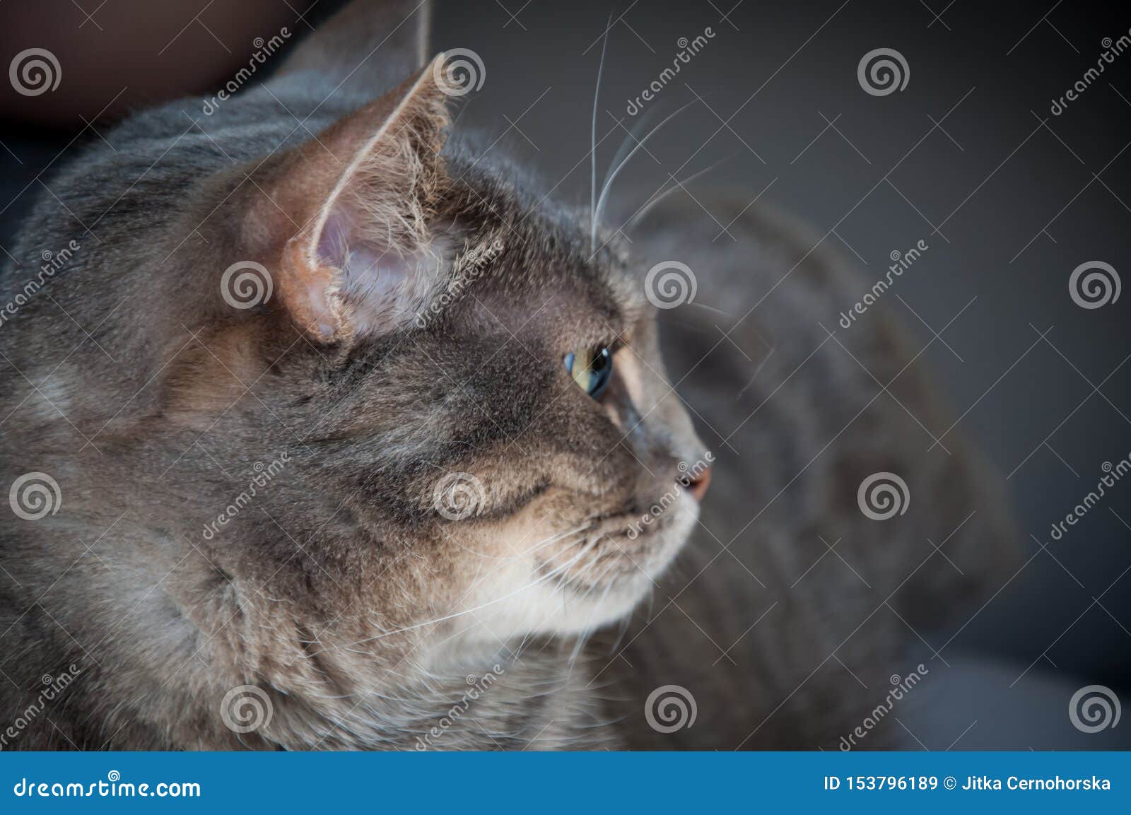 Profile Portrait of a Lying Tabby Cat Stock Image - Image of feline ...
