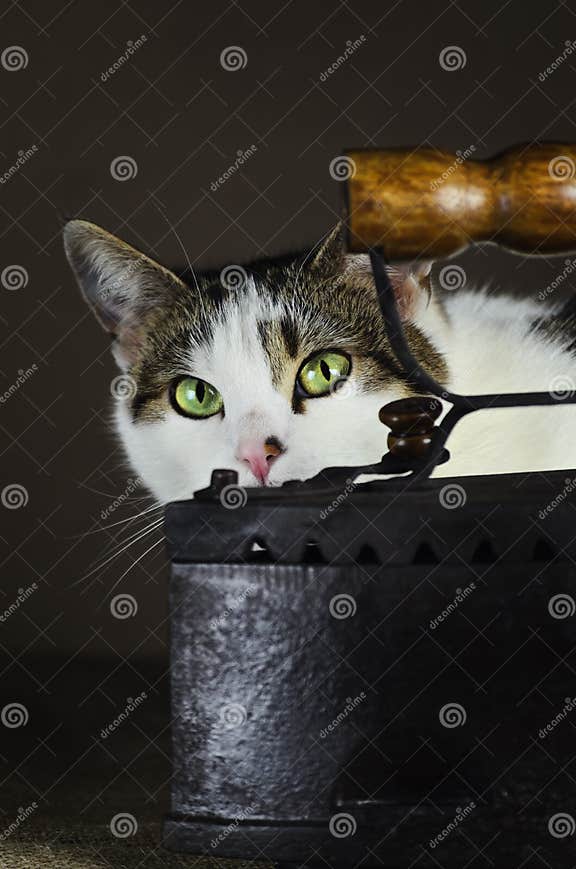 Cat and Iron stock photo. Image of hiding, indoor, still - 29275788