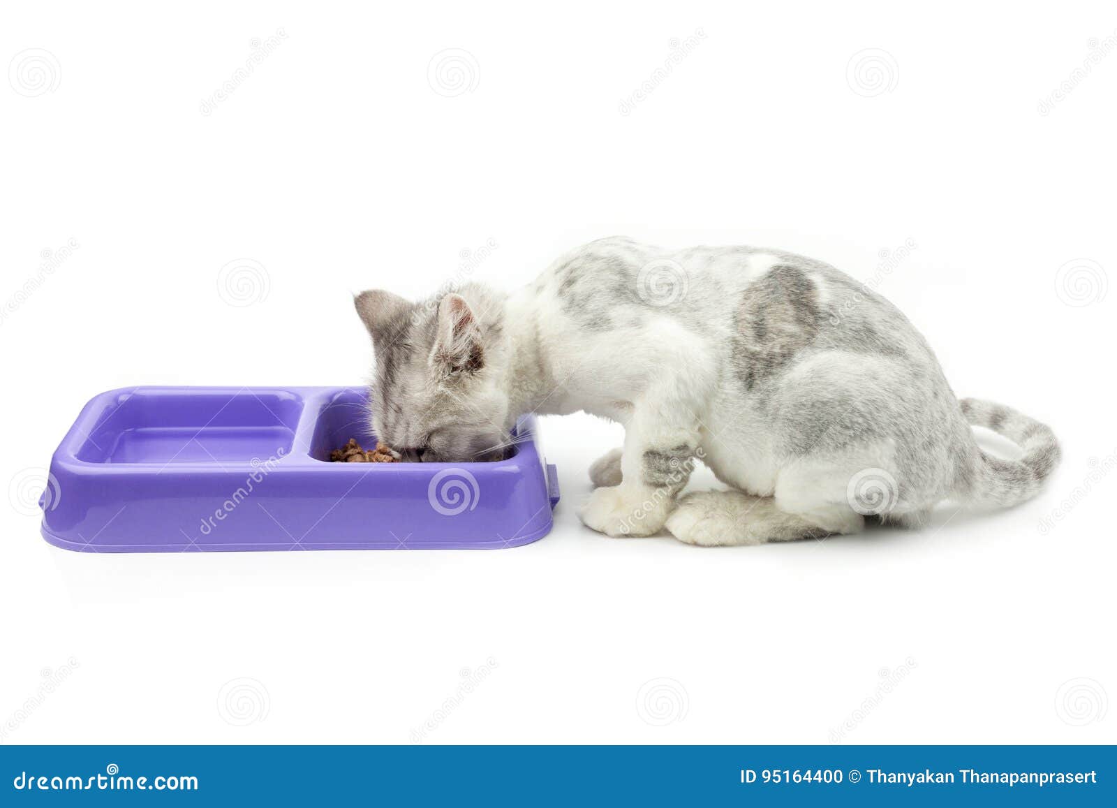Cat isolate stock photo. Image of cute, closeup, sleeping - 95164400