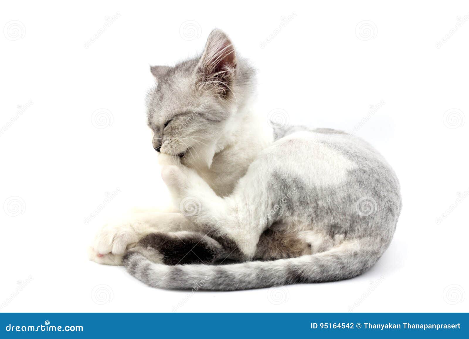 Cat isolate stock photo. Image of sleeping, isolated - 95164542