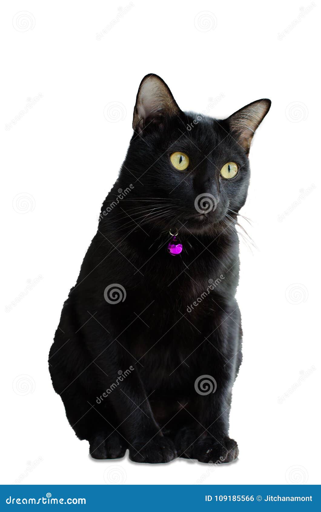 Cat Isolate on White Background Preta Bonita Foto de Stock - Imagem de ...