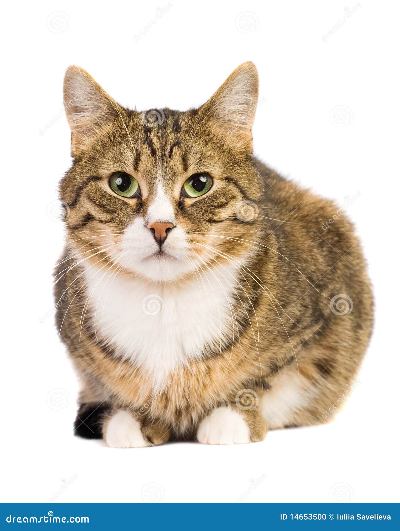 Cat isolated stock photo. Image of tomcat, portrait, white - 14653500