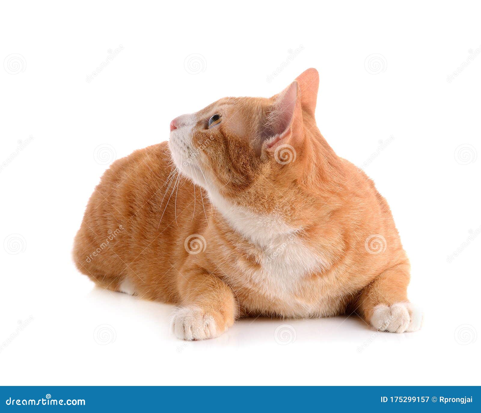 Cat Isolated on White Background Stock Image - Image of striking ...