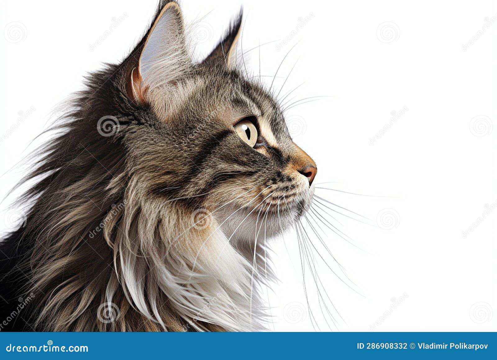 Cat Isolated on White Background Stock Photo - Image of isolated ...