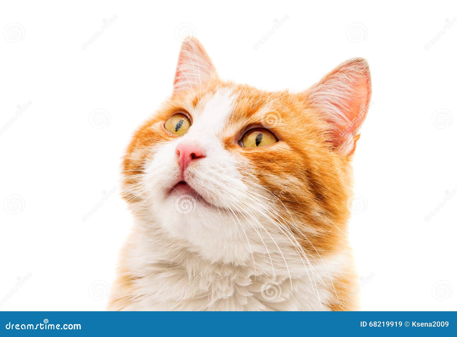 Cat isolated stock image. Image of softness, nature, brown - 68219919