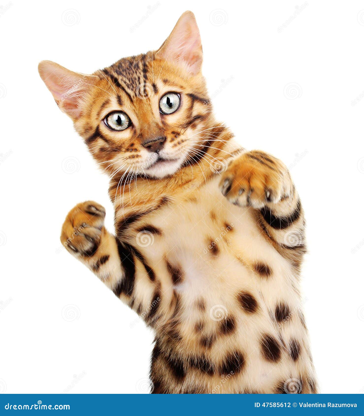 Cat Isolated on White Background. Stock Photo - Image of shot, mammal ...