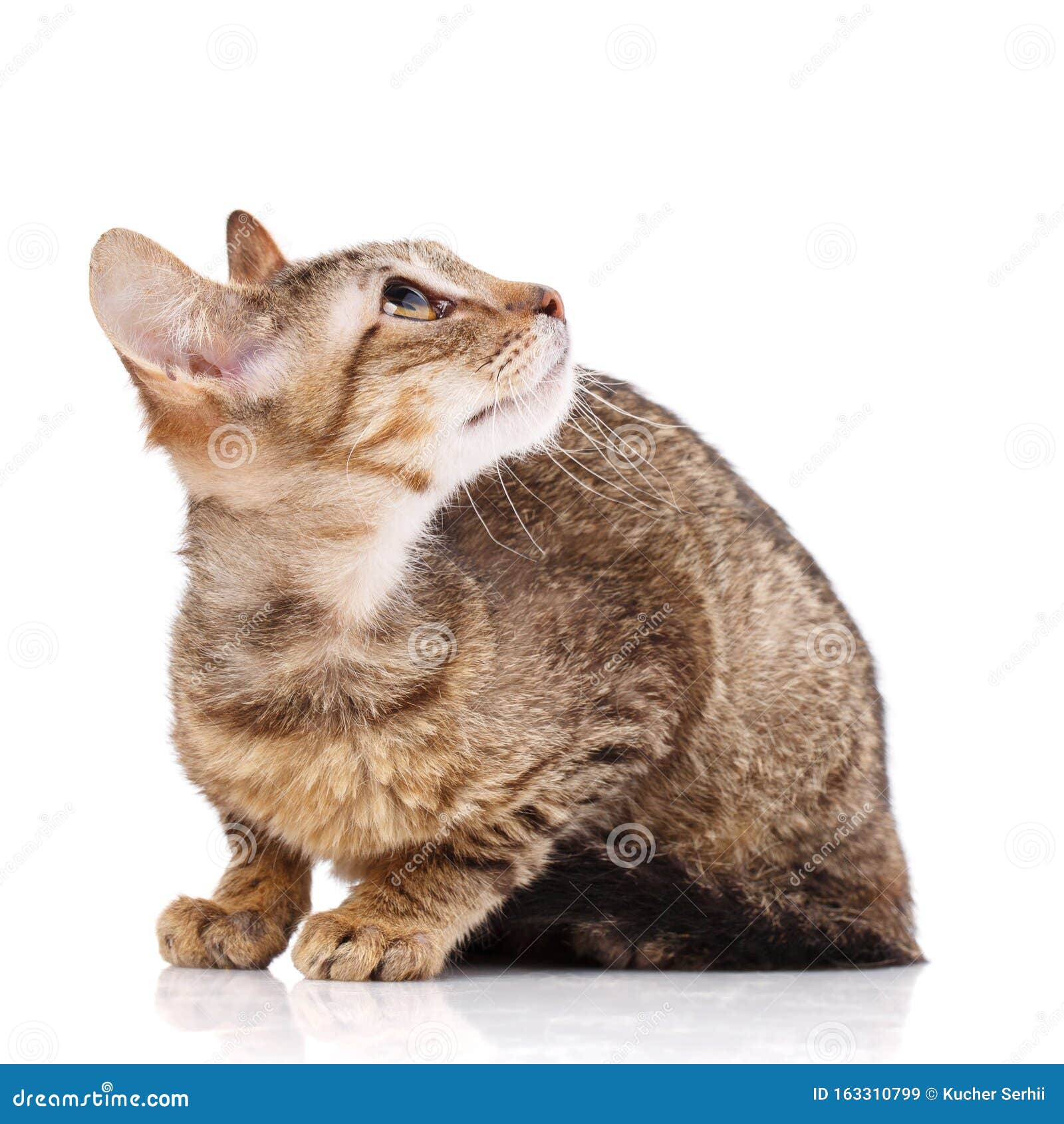 Cat is Isolated on White. Cat Poster Stock Image - Image of mammal ...