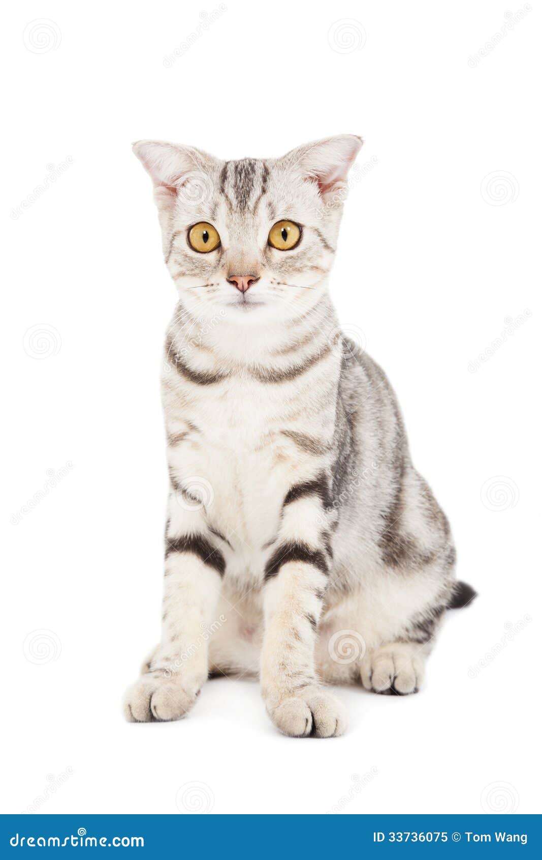 Cat isolated on white stock image. Image of soft, tabby - 33736075